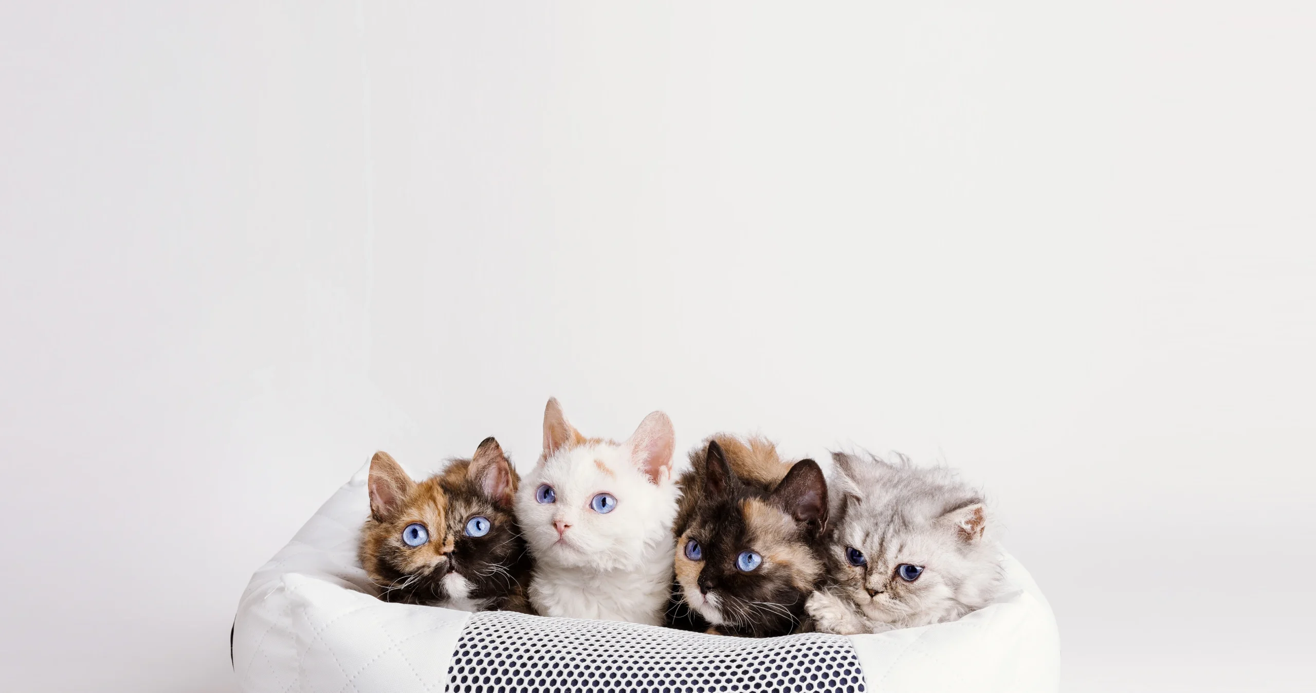 New Wave Kitty Cattery