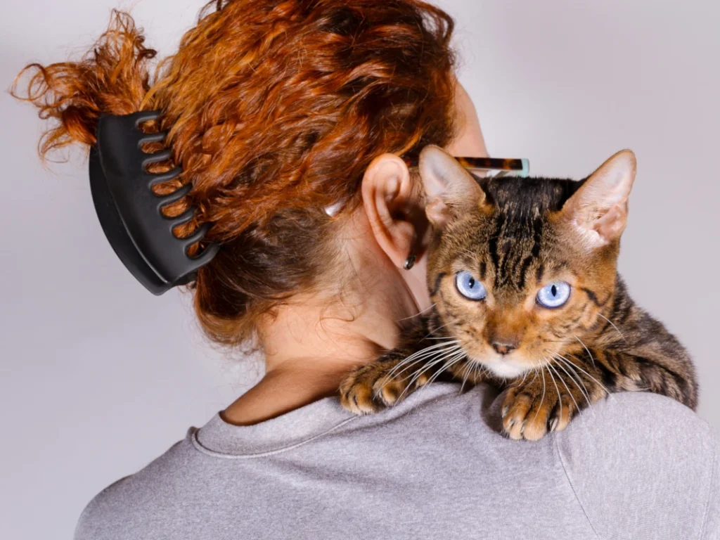 Kittens for Sale: Toyger