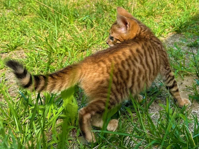 Kittens for Sale: Tigrett